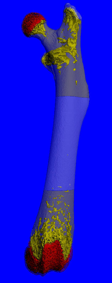 Micro CT Laboratory | Hallgrimsson Lab | Cumming School of Medicine ...